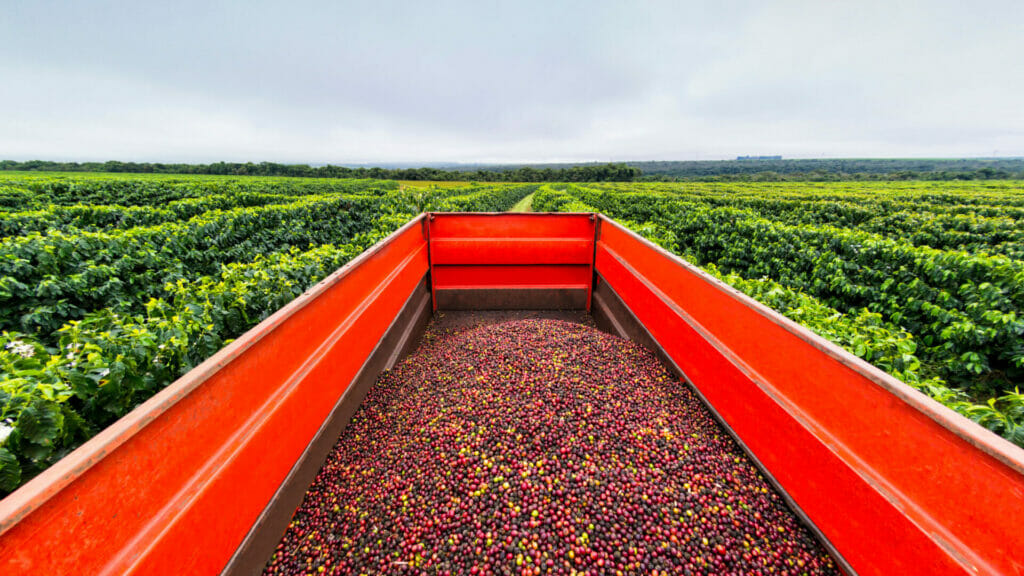 Uncovering the Unmatched Flavor of Indonesia's Coffee Beans - langikula.id